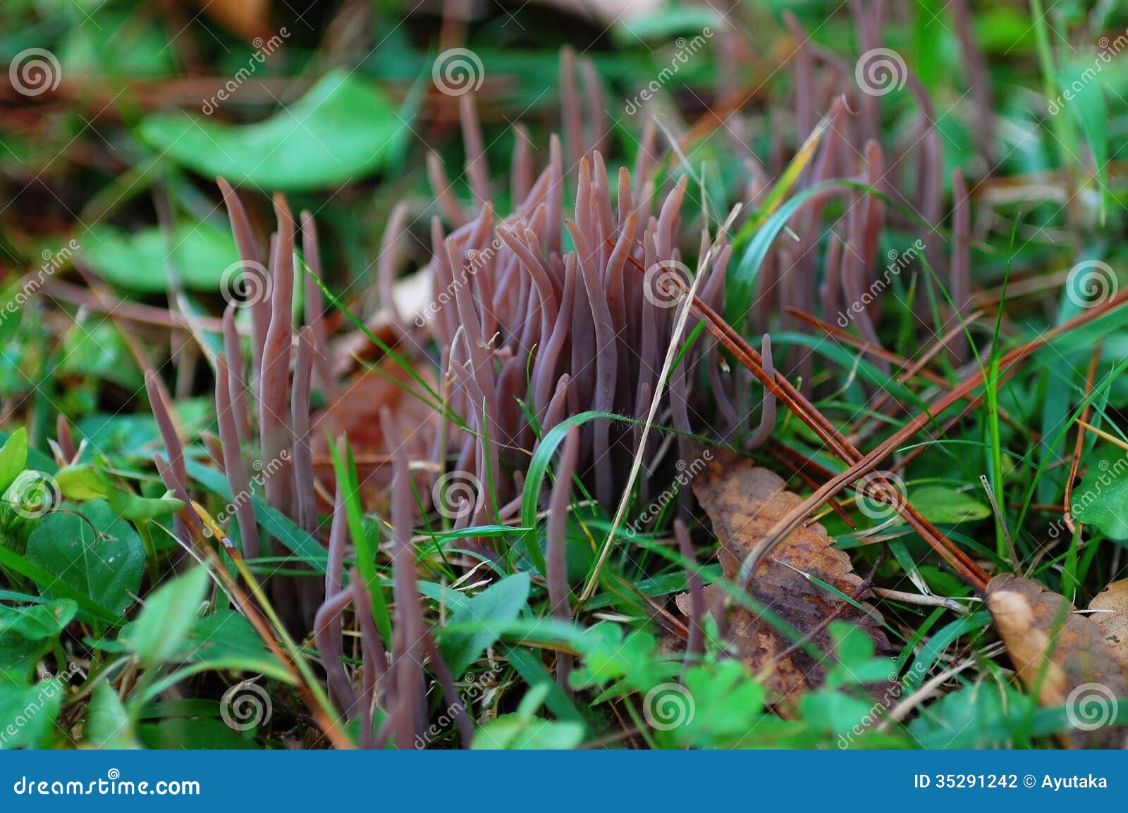 Strange mushrooms stock photo. Image of growing, eerie - 35291242