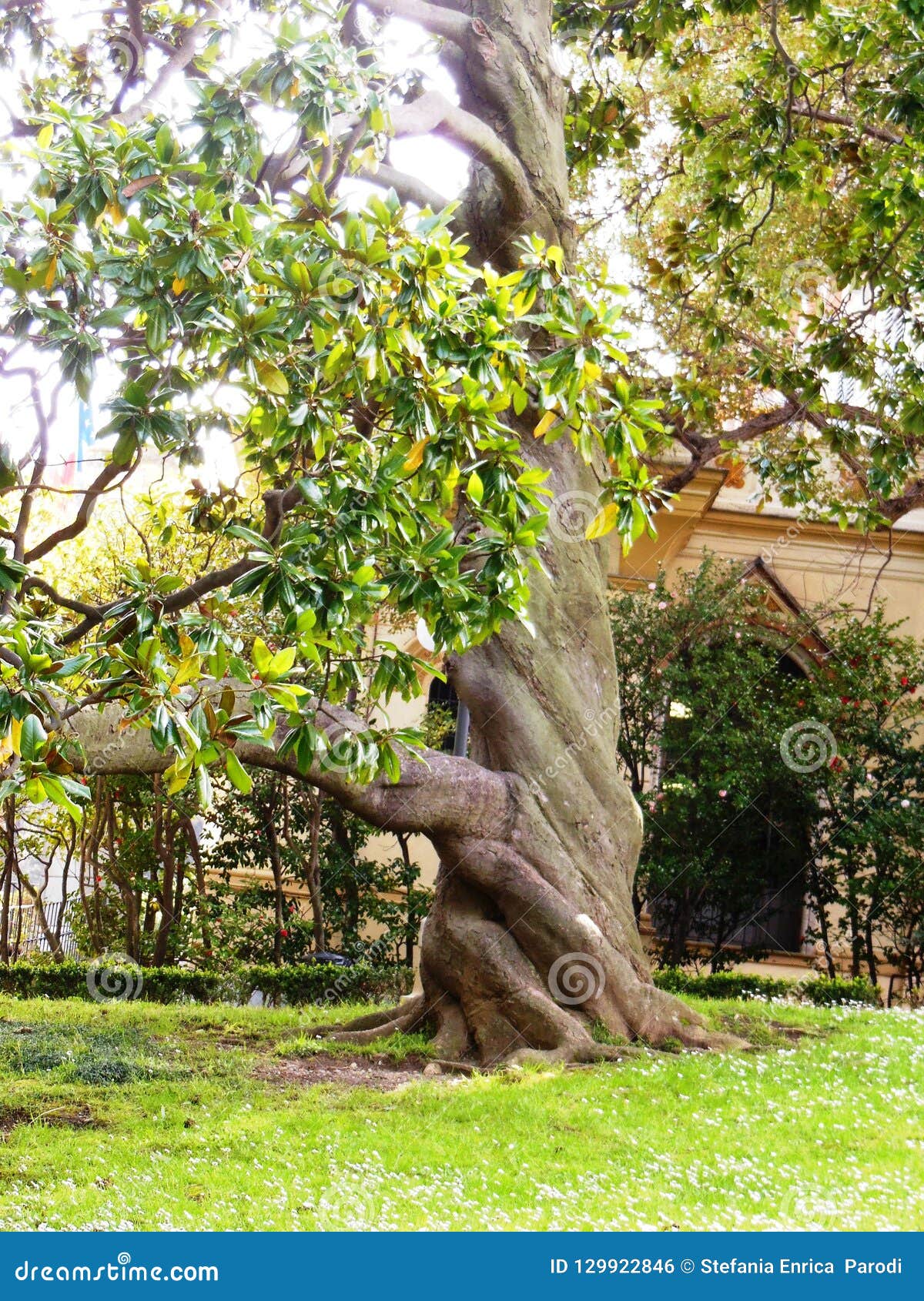 Old twisted tree stock photo. Image of strange, tree - 129922846