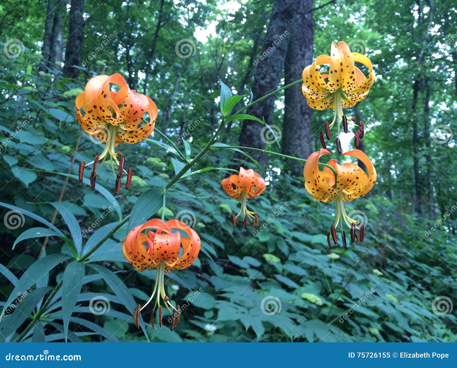 Strange Orange Flowers stock image. Image of bloom, orange - 75726155