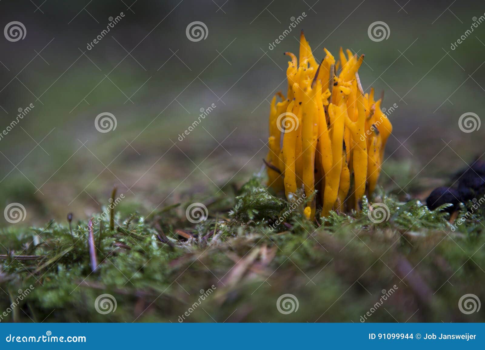 Strange orange funghi stock photo. Image of funghi, boletus - 91099944