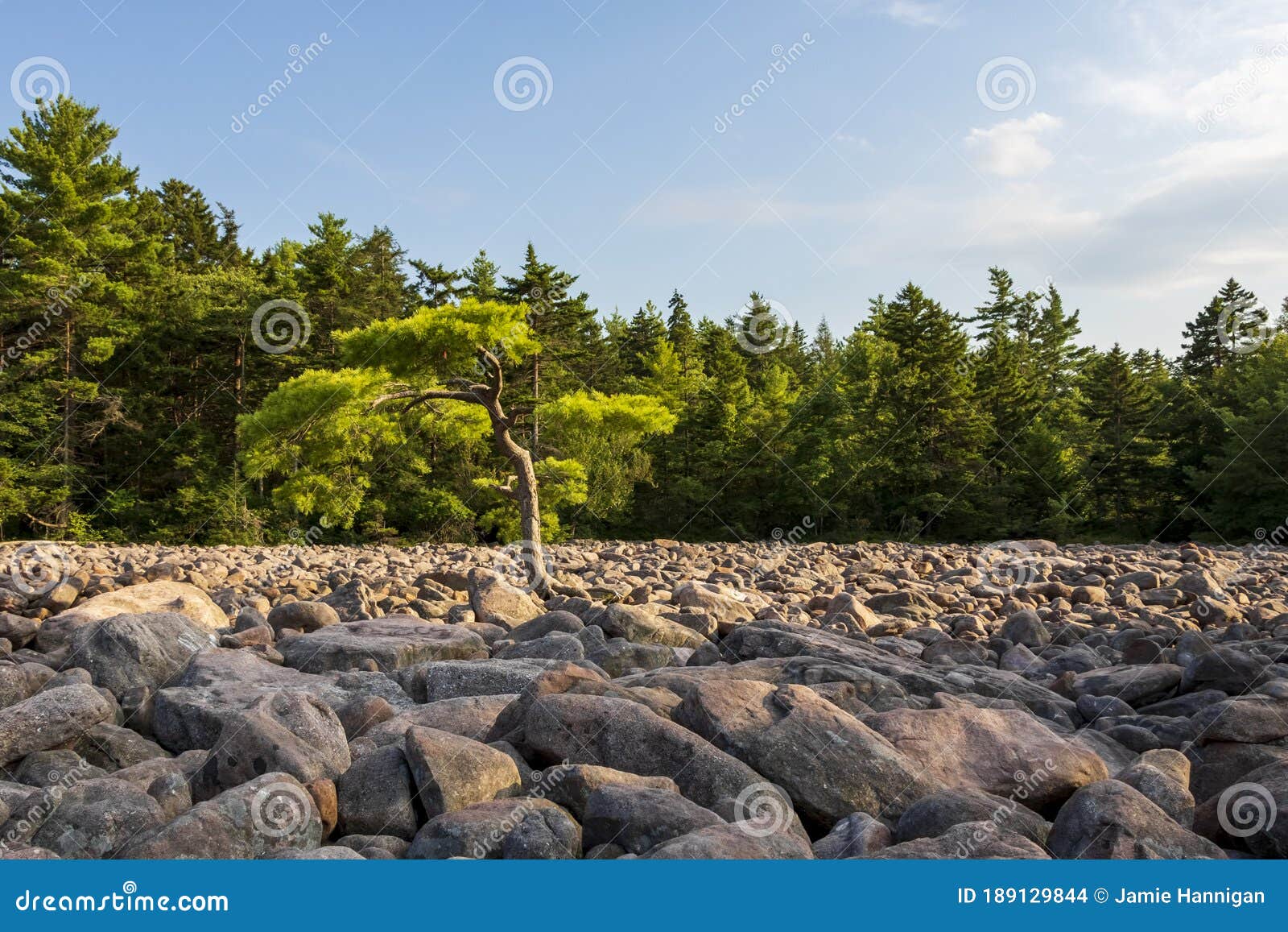 Boulder Field in Hickory Run State Park Pennsylvania Stock Photo ...