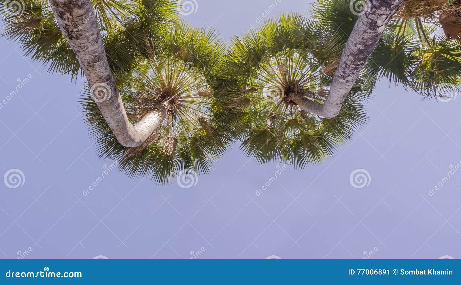 Strange Palm Trees Against Blue Sky Background Stock Image - Image of ...