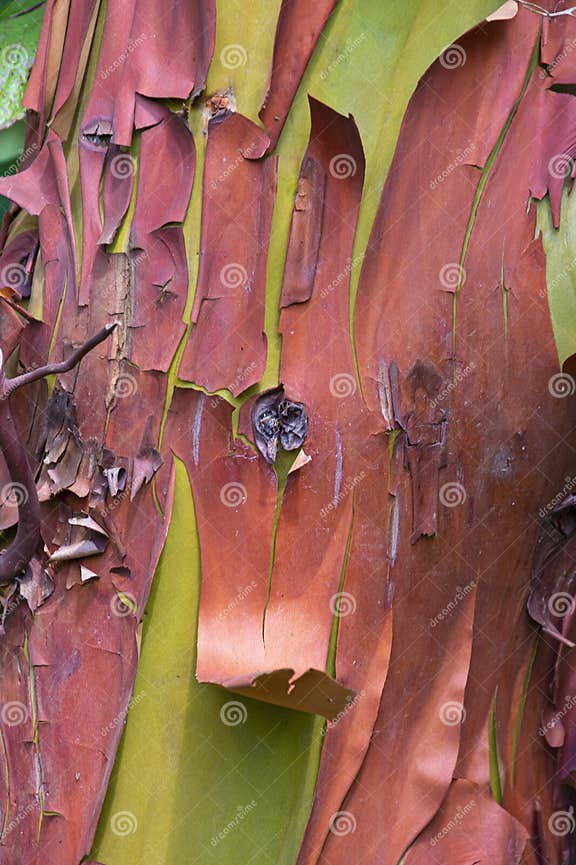 Strange Peeling Tree Bark Abstract Texture Stock Image - Image of ...