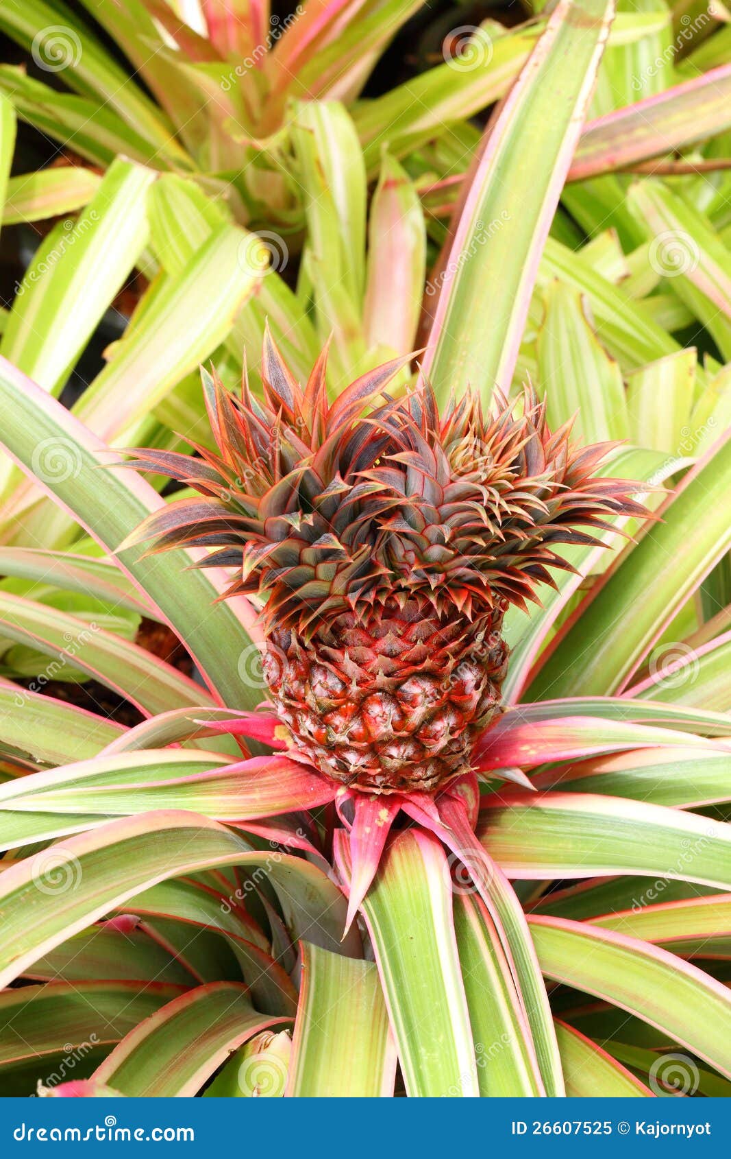 Strange pineapple stock image. Image of green, fruit - 26607525