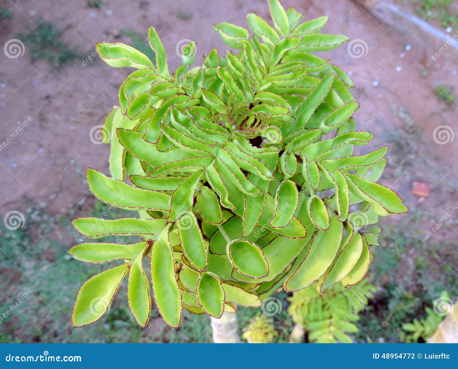 Strange plant stock photo. Image of strange, green, leaves - 48954772