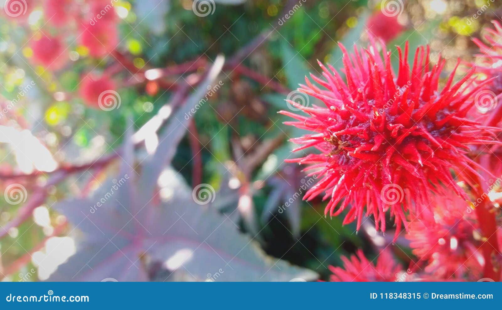 Strange Red Plant with Spikes Stock Image - Image of fruit, agriculture ...