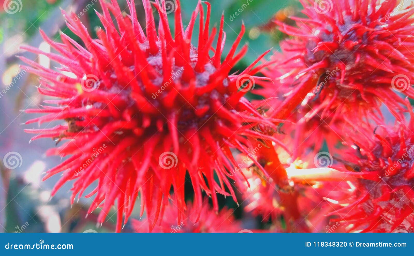 Strange Red Plant with Spikes Stock Photo - Image of broken, high ...