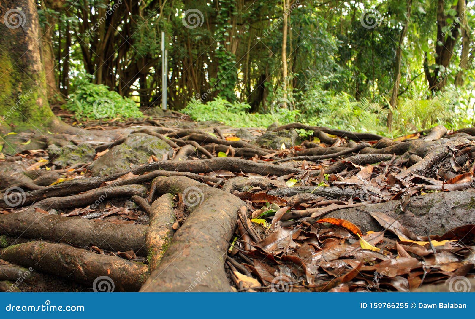 Banyan Tree Root System