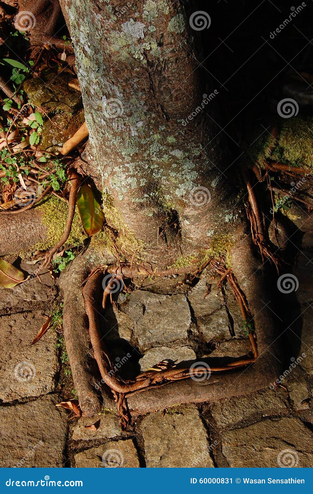 Strange root Tree stock image. Image of nature, thai - 60000831