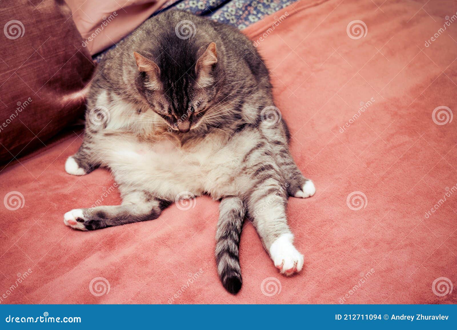 Strange Sad Cat Funny Sitting Like a Man on the Couch, Copy Space for ...