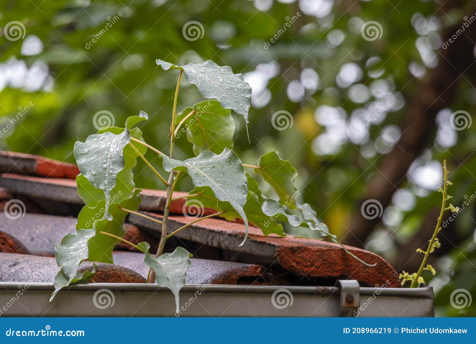The Strange Sapling Bodhi Tree Sacred Fig Tree of Buddhists on the ...