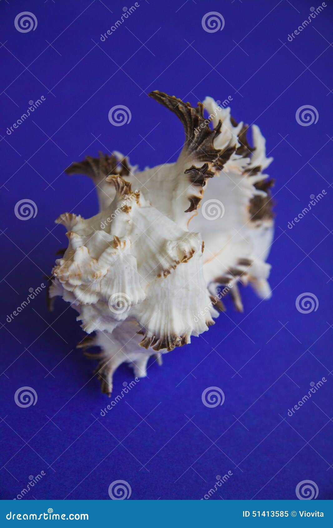 Strange Sea Shell on Blue Background Stock Image - Image of text ...