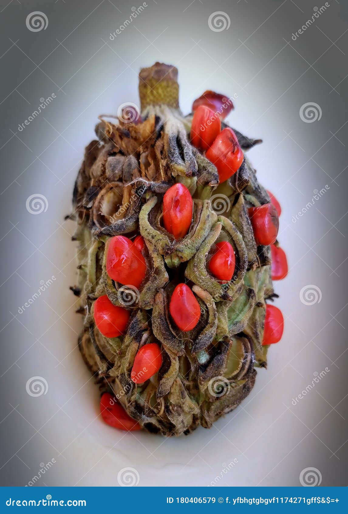 Strange Seed Pod stock image. Image of produce, plant - 180406579