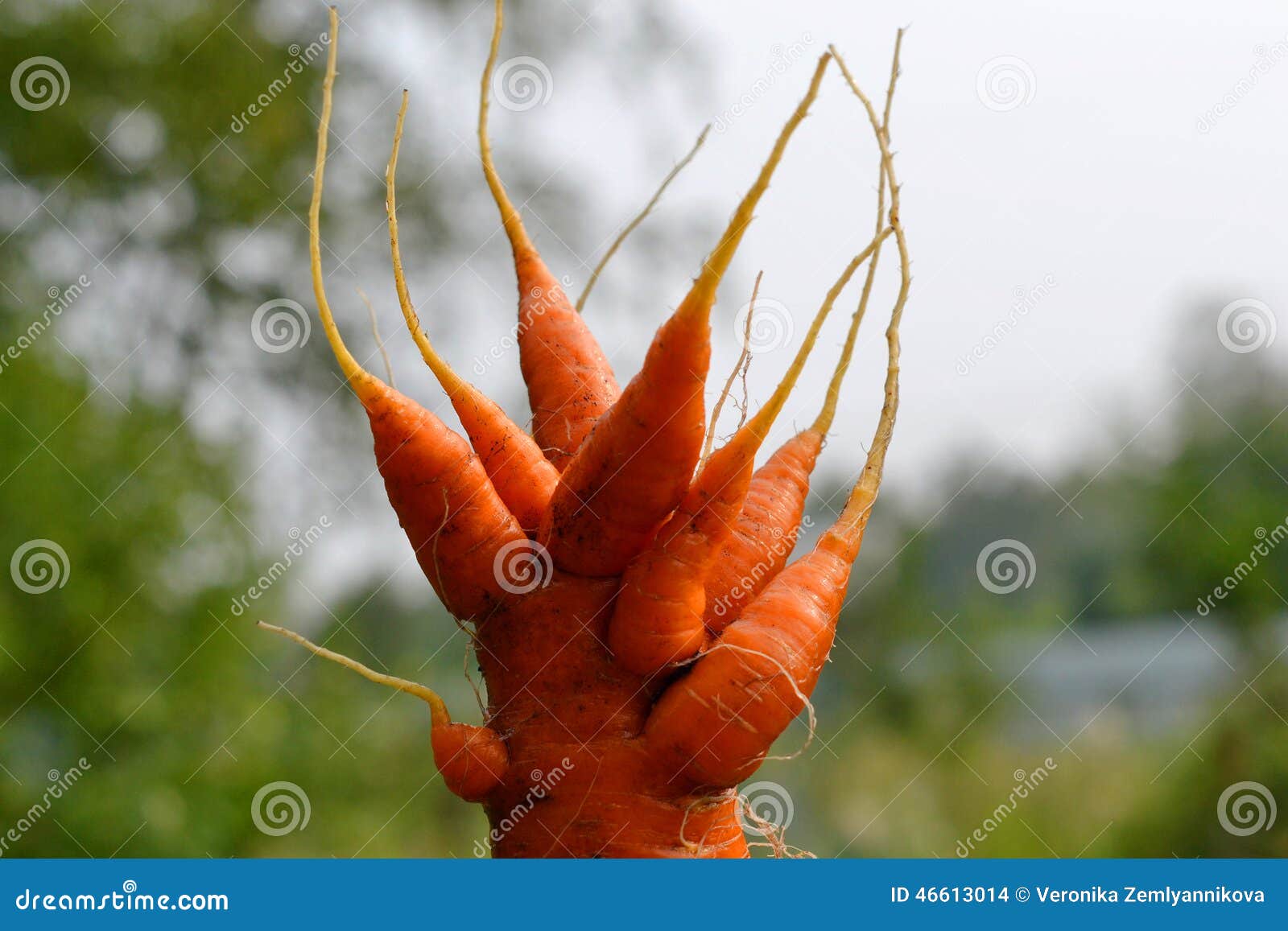 Strange Shaggy Carrots. Mutant Stock Photo - Image of root, carrots ...
