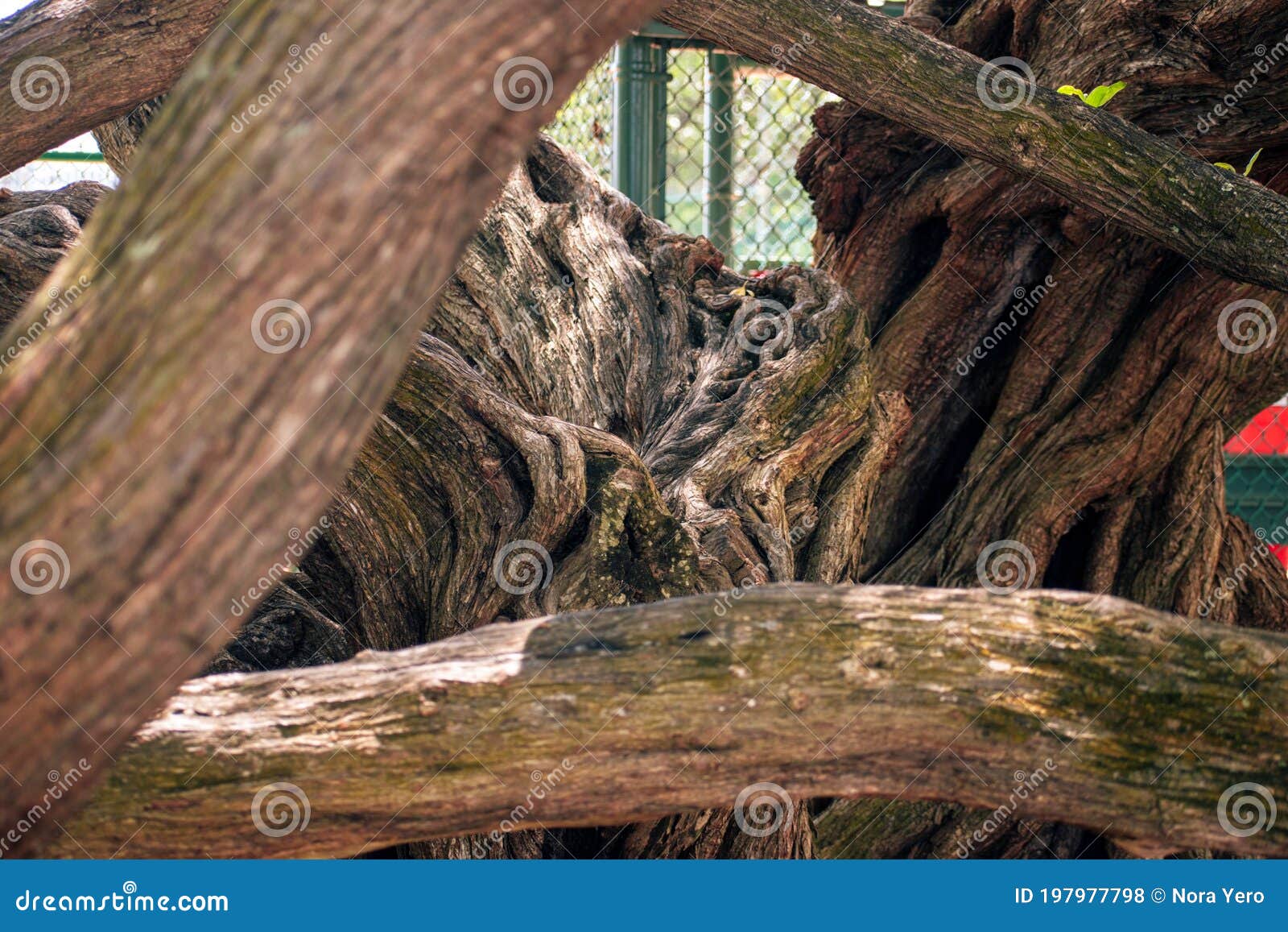 Strange Shape of a Tree at the Park Stock Photo - Image of spring ...