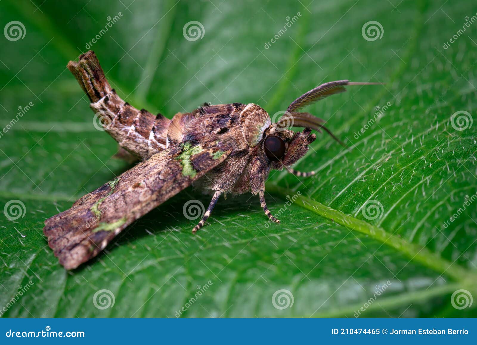 Strange Shaped Moth Perched on a Leaf Stock Image - Image of pacific ...
