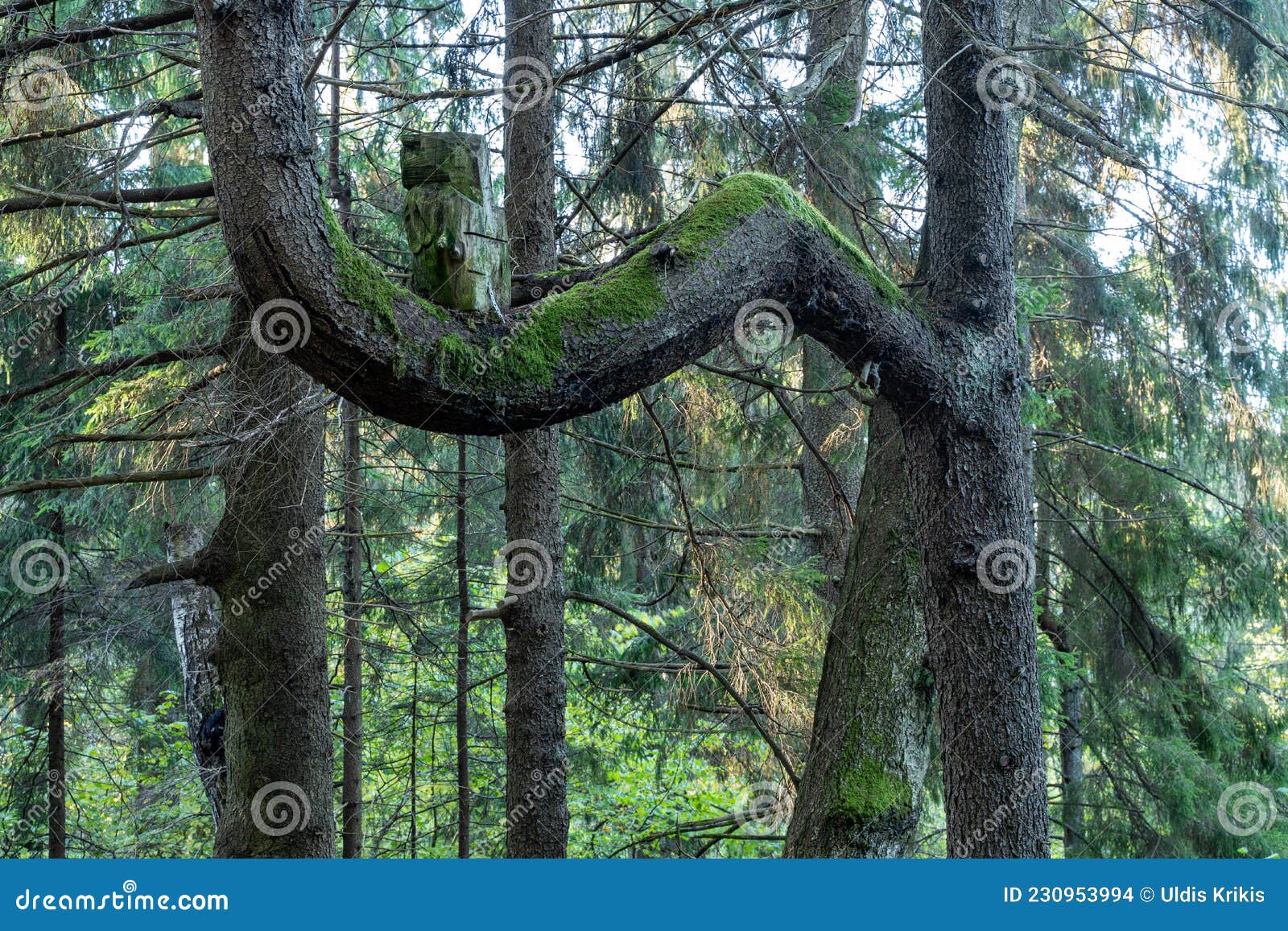 Strange Shaped Tree in the Forest Stock Photo - Image of forest ...