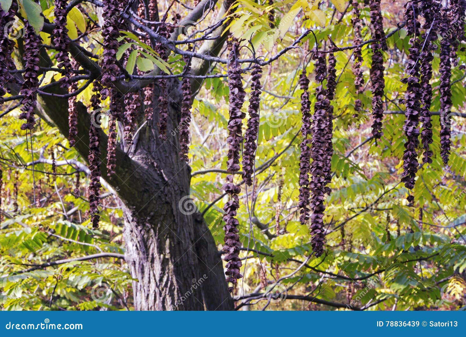 Strange Shaped Tree with Fruits Stock Image - Image of fall, knot: 78836439