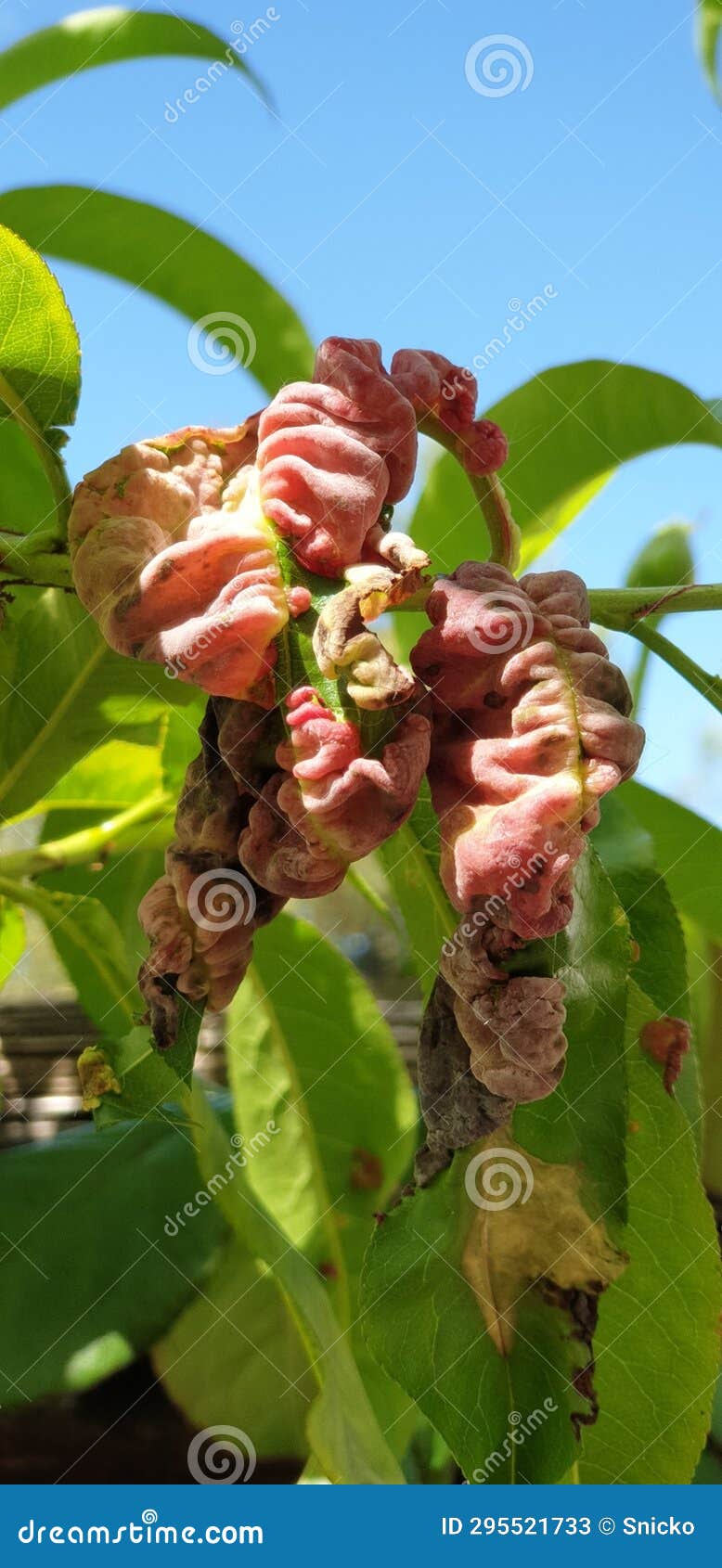 Strange Shapes of Leaves on a Tree Stock Image - Image of tree, strange ...