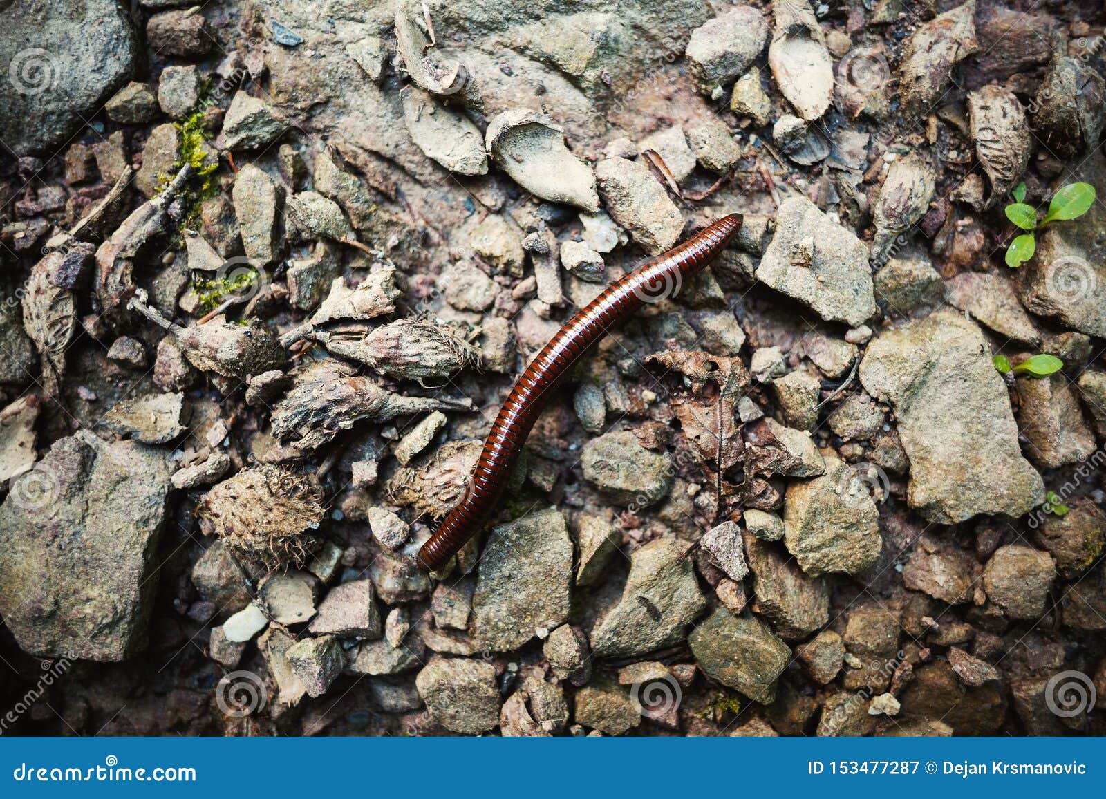Centipede on Rocks stock image. Image of crossing, crawl - 153477287