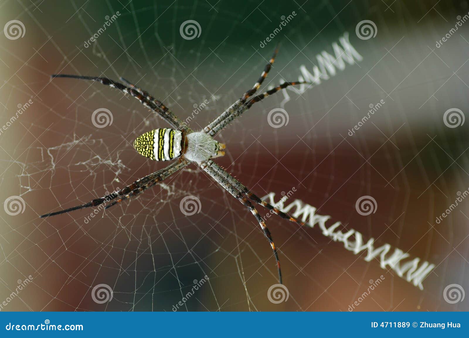 Strange spider-2 stock image. Image of danger, cobweb - 4711889