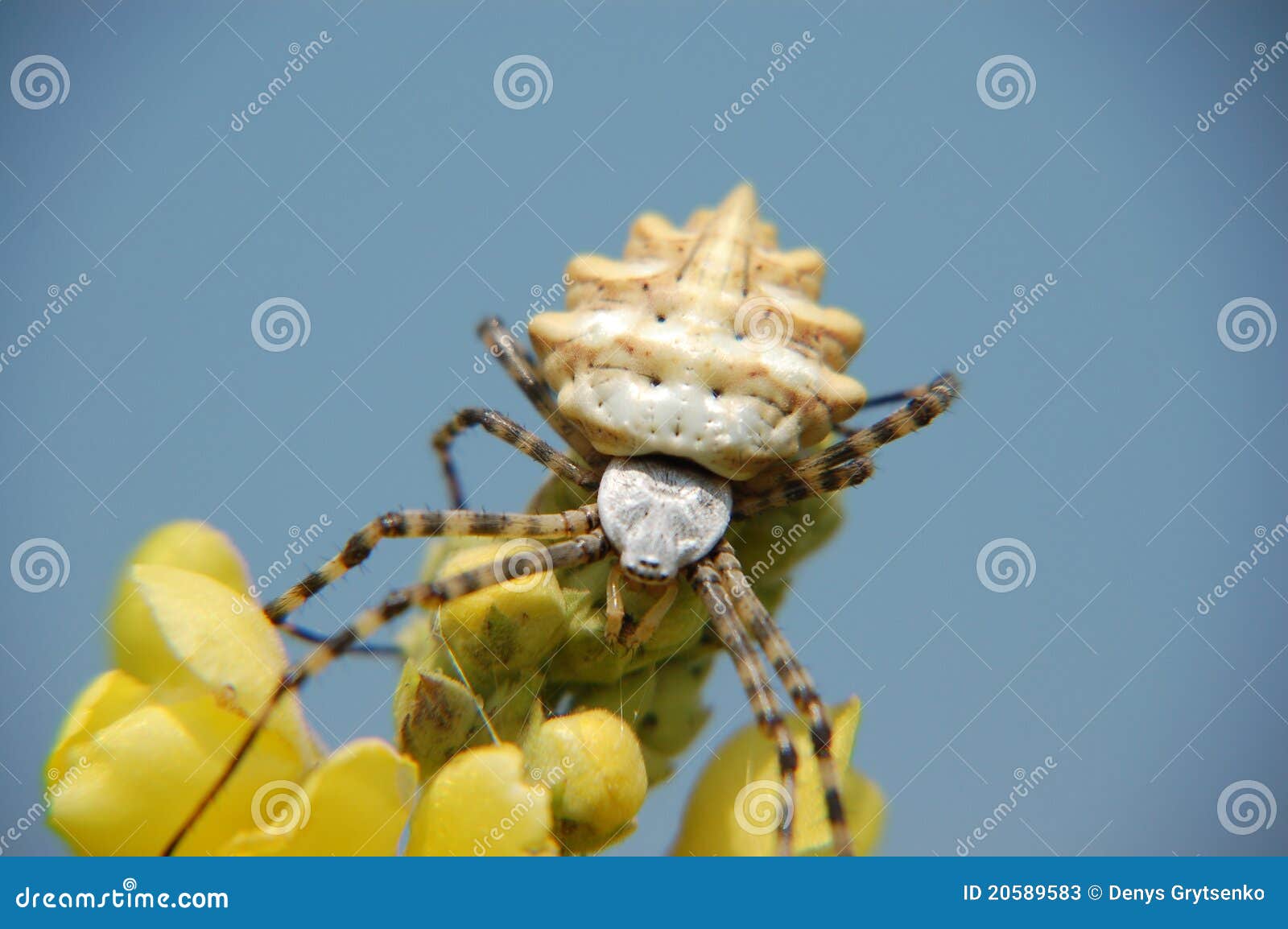 Strange spider stock image. Image of fear, invertebrate - 20589583