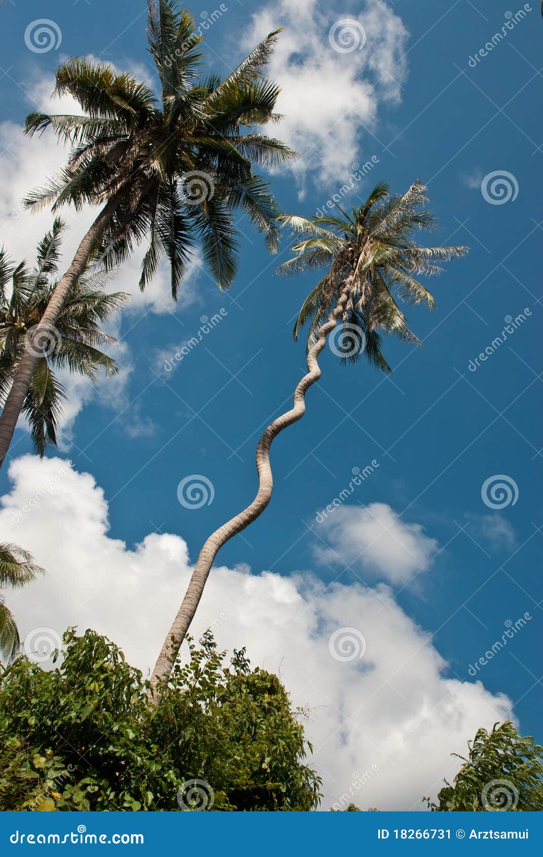 Strange Spiral Coconut Tree Stock Image - Image of southern, spiral ...