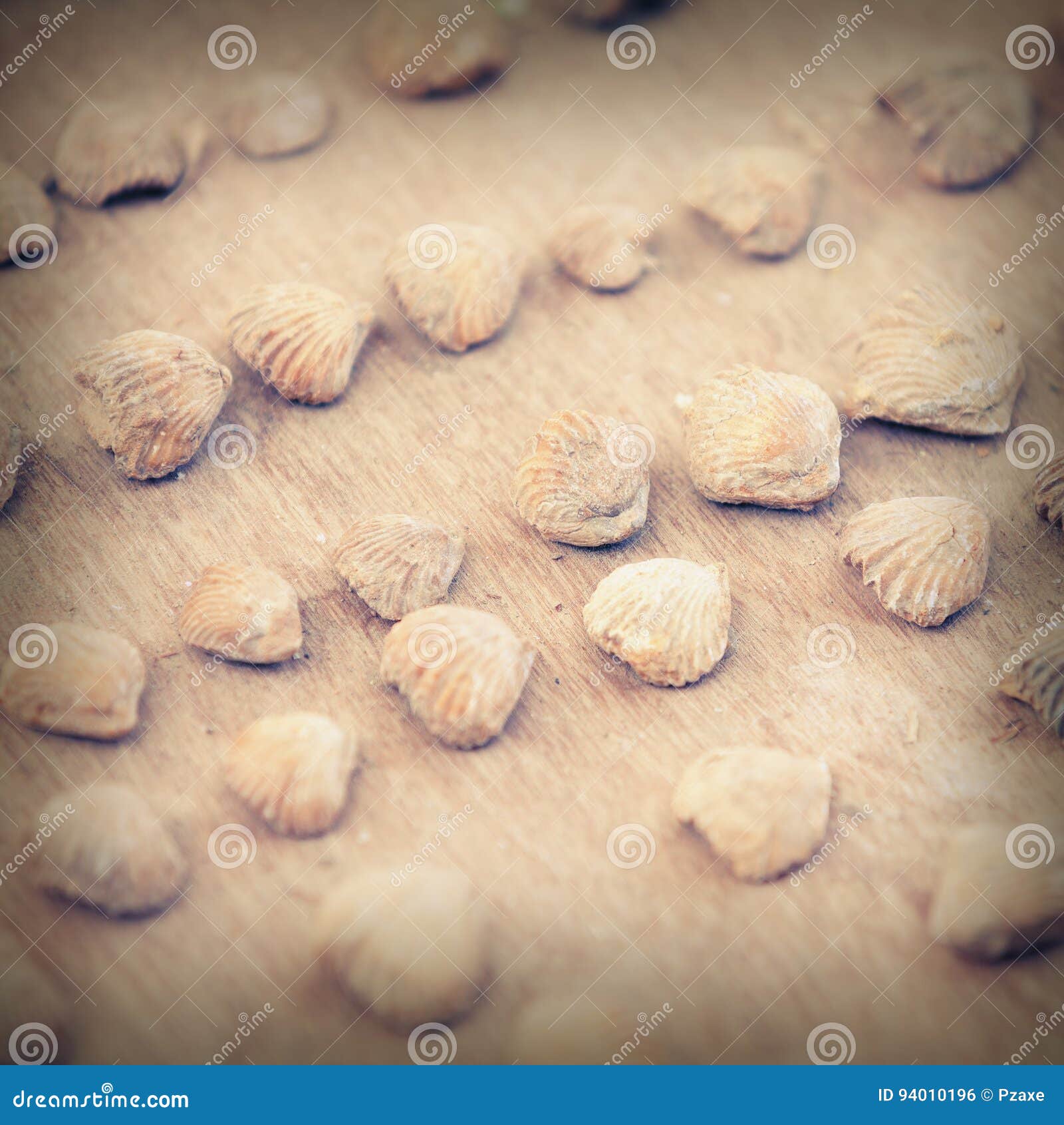 Strange Stone Shells on the Counter of Indian Market Stock Photo ...