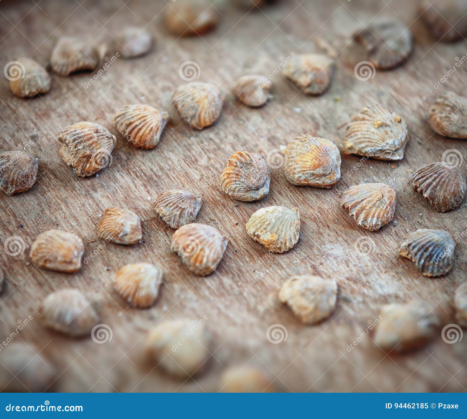 Strange Stone Shells on the Counter of Indian Market Stock Image ...