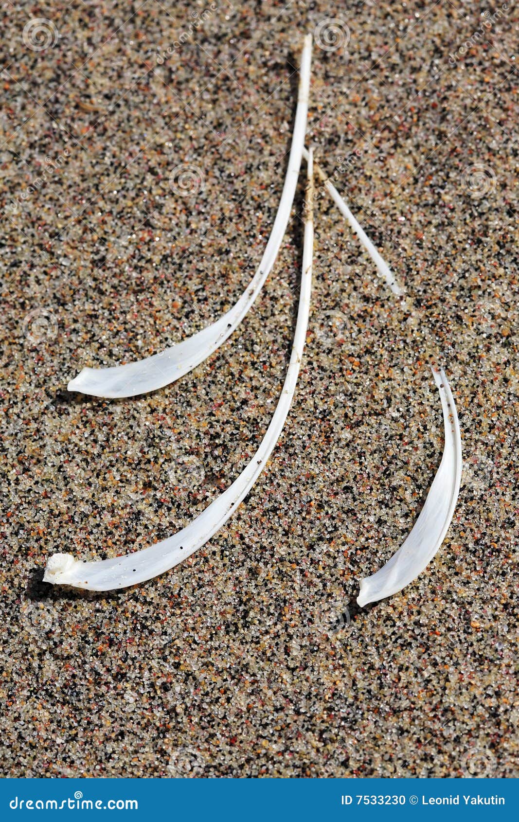 Strange symbol stock photo. Image of horror, sands, dead - 7533230