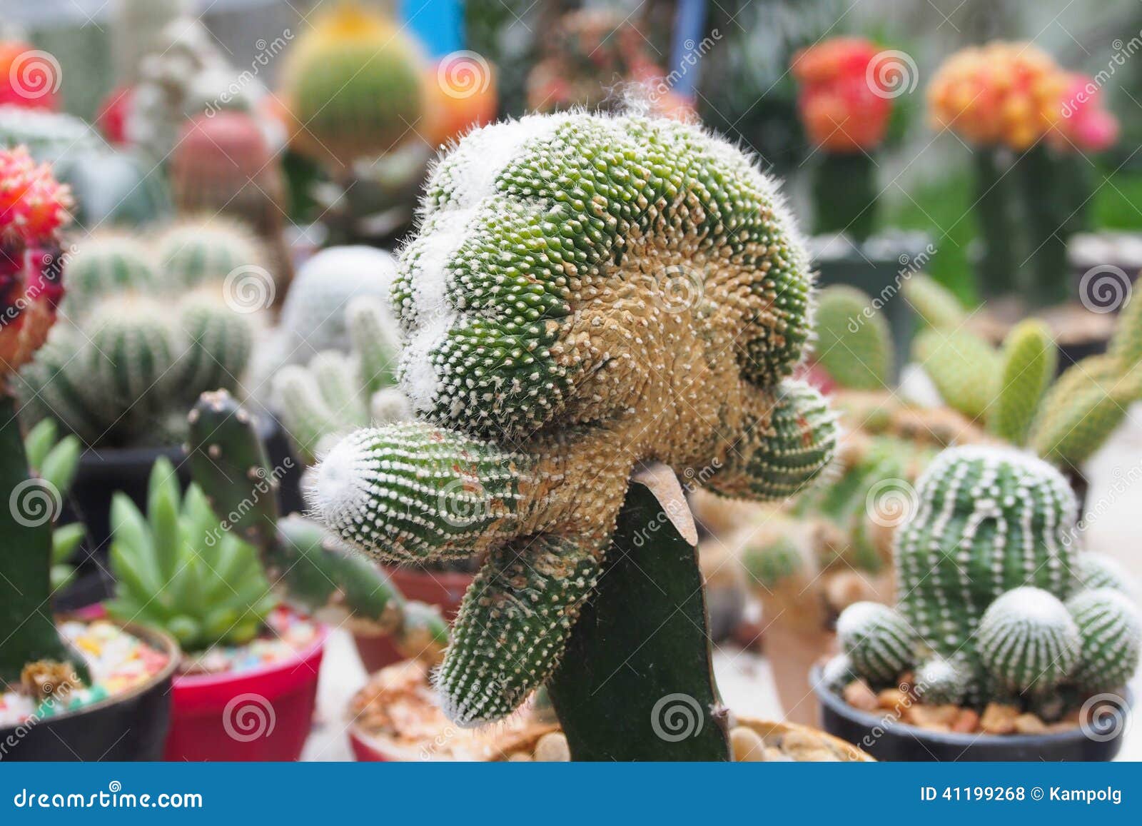 Strange Tiny Cactus that Look Soft but Have Some Spike Stock Photo ...