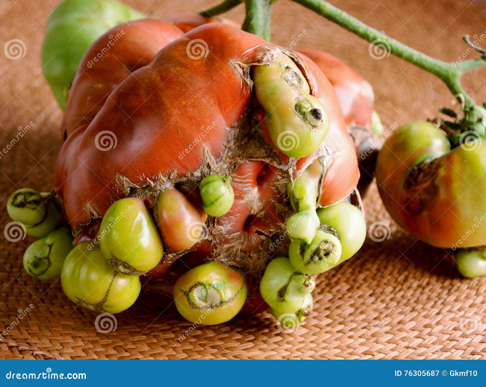 Strange tomato stock image. Image of unusual, perish - 76305687