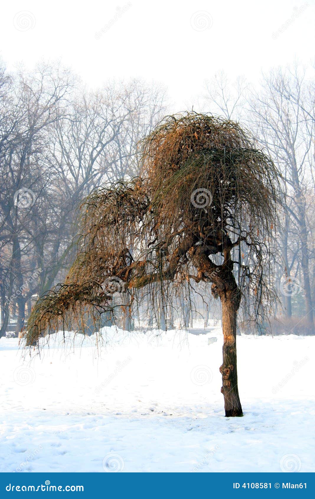 Strange tree stock image. Image of strange, wood, nature - 4108581