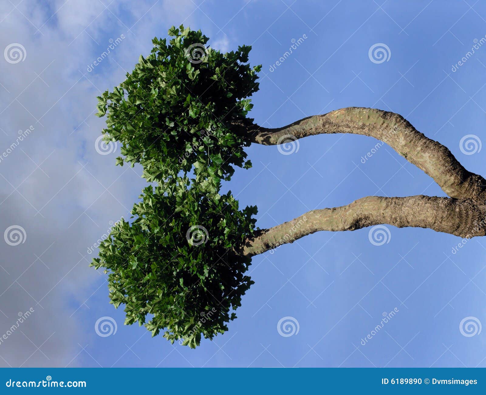 Strange Branching Tree Silhouette. Stock Photography | CartoonDealer ...