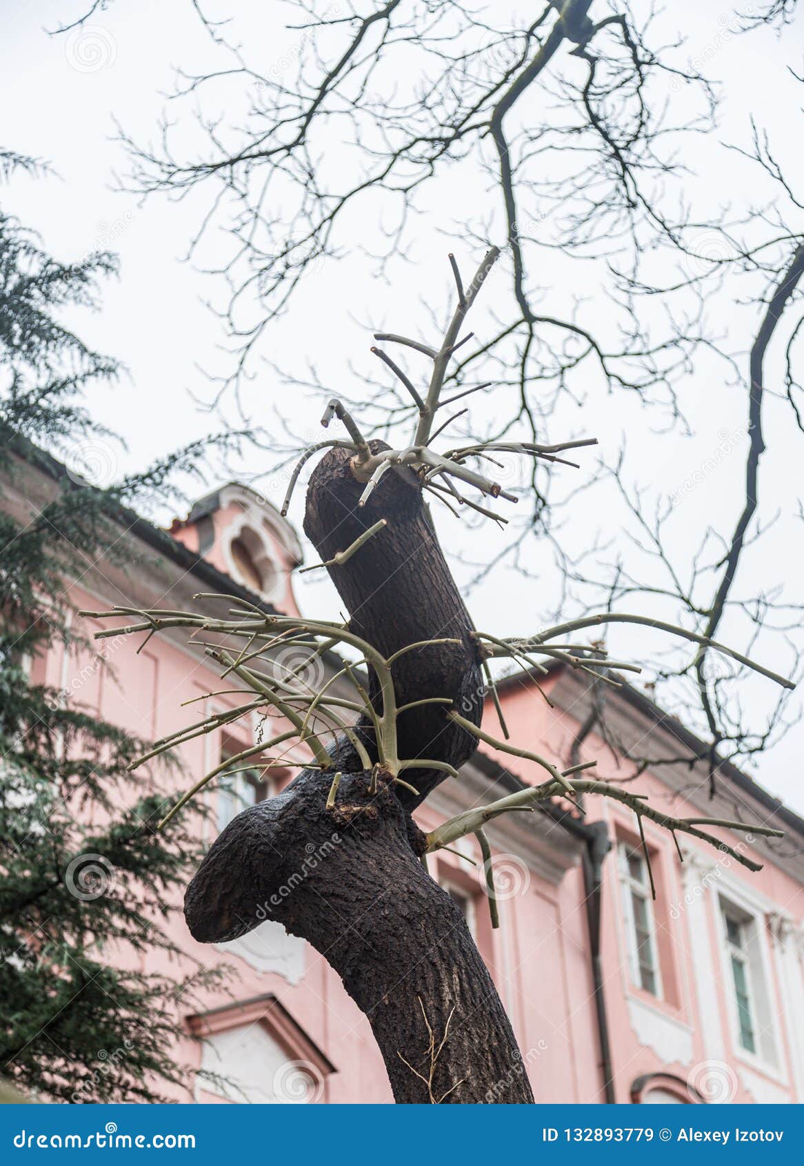 Strange Tree with Branches, Prague, Czech Republic Stock Image - Image ...
