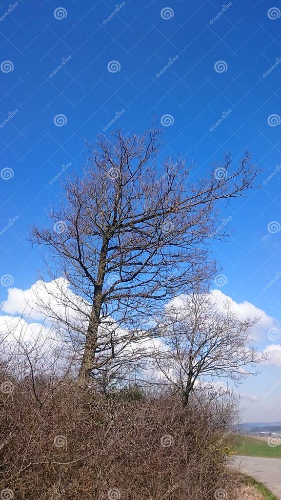 Strange Tree stock photo. Image of strange, grown, tree - 55104488