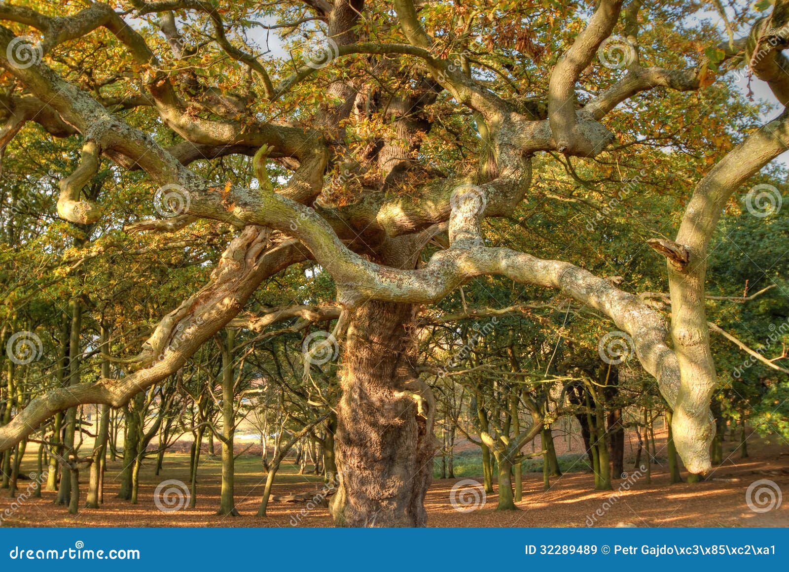 Strange tree stock image. Image of trees, branches, curly - 32289489