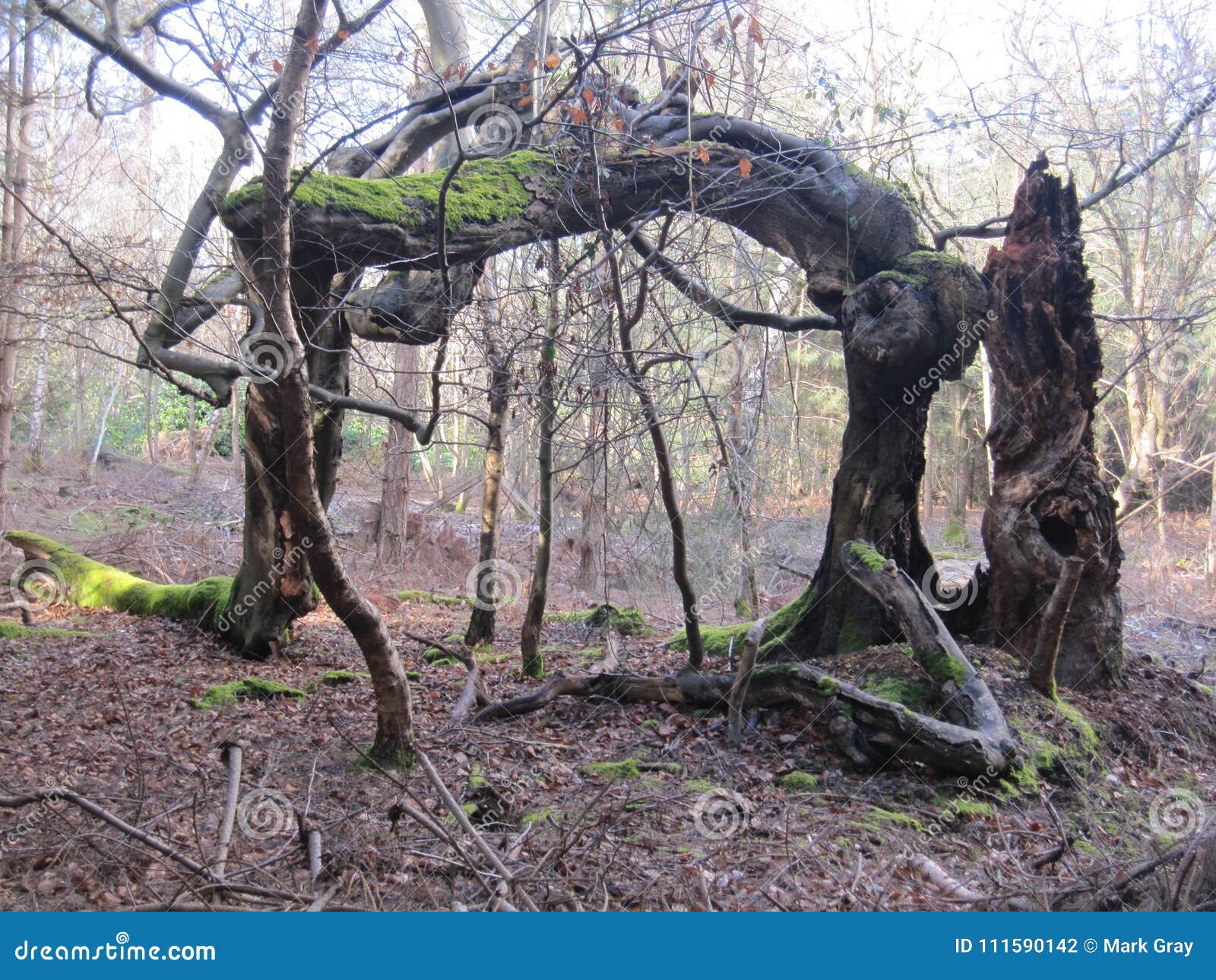 Strange Tree stock photo. Image of forest, atmospheric - 111590142