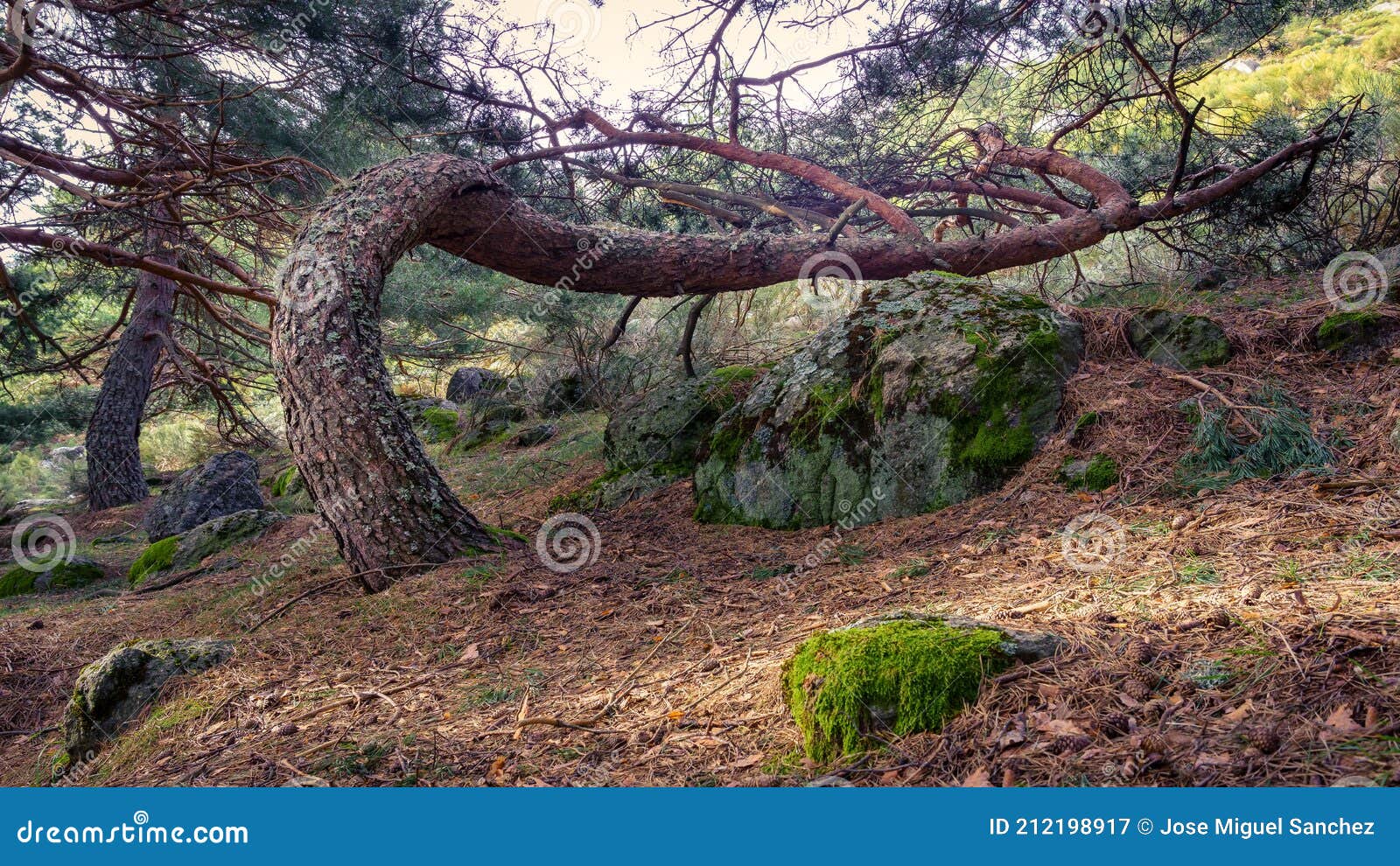 Strange Tree in the Forest, Growing Lying on the Ground, Curving Its ...