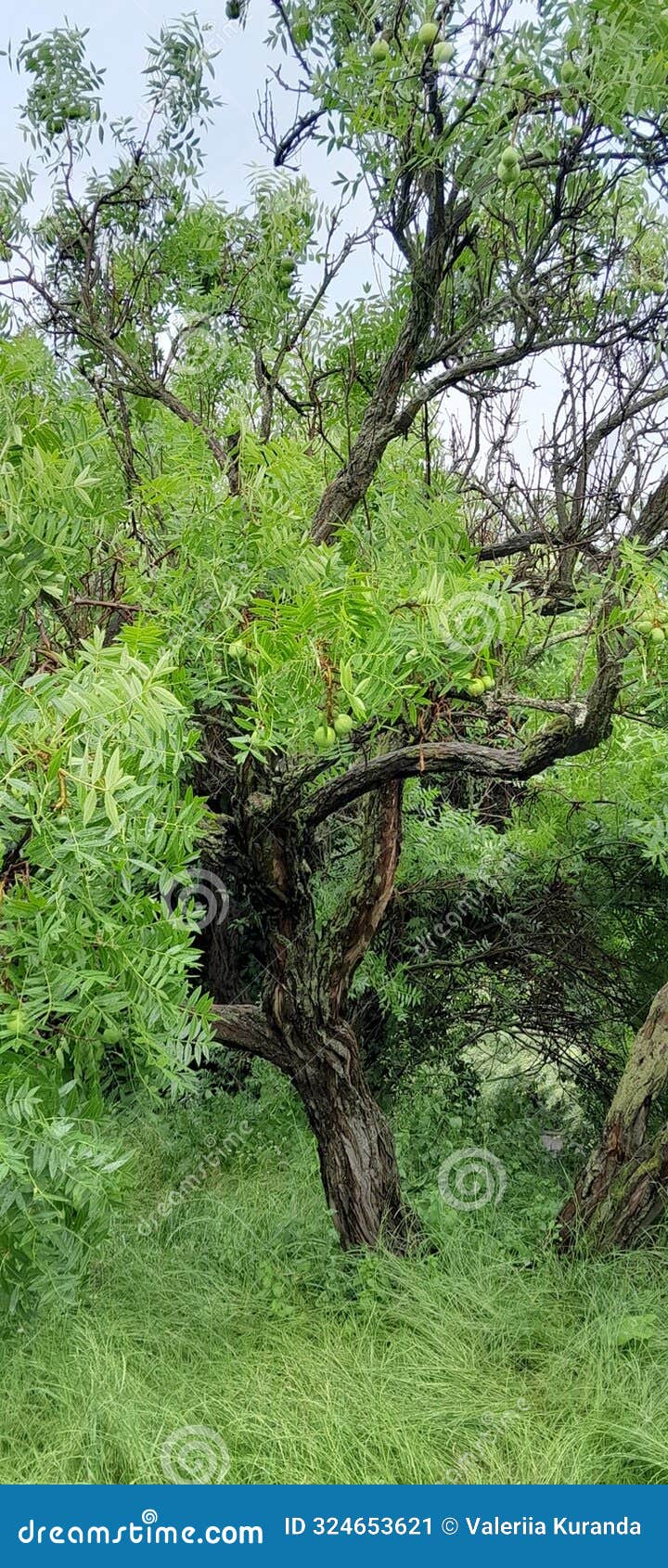 Strange Tree Growing in the Forest Stock Image - Image of forest ...