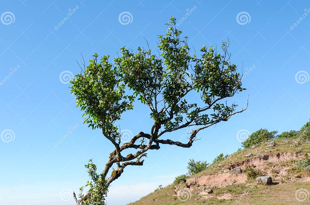 Strange tree stock image. Image of creepy, crawling, activity - 83627627