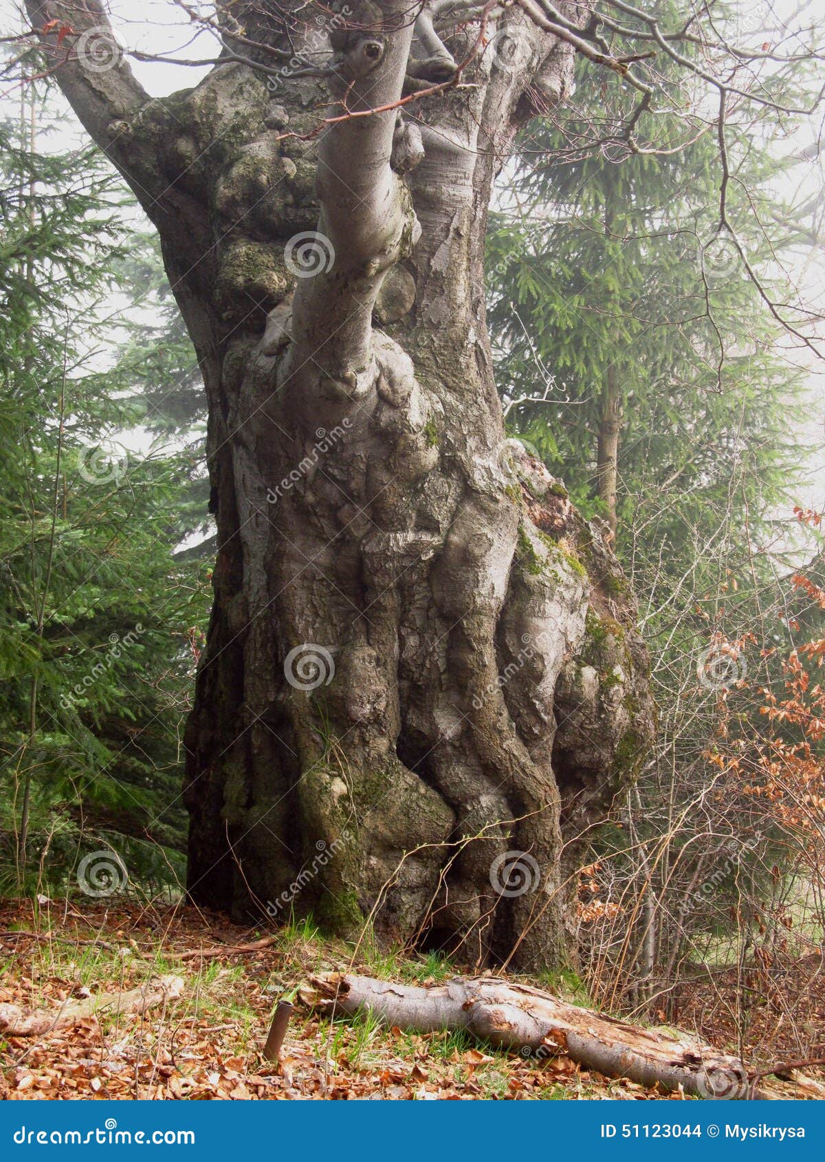 Strange tree stock photo. Image of scary, outdoor, beech - 51123044