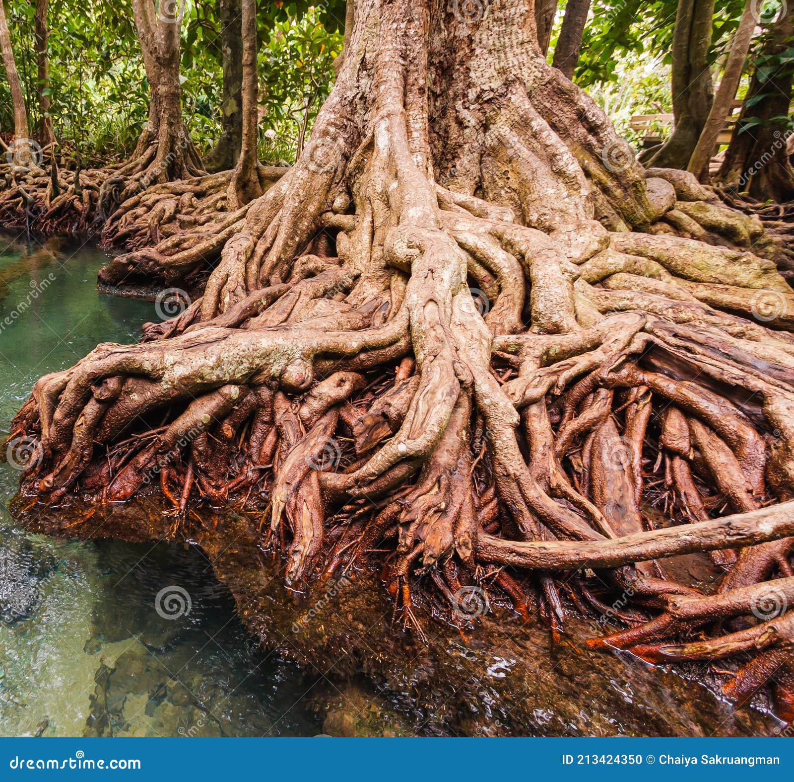 A Strange Tree Root, Above the Water in the Forest Stock Photo - Image ...