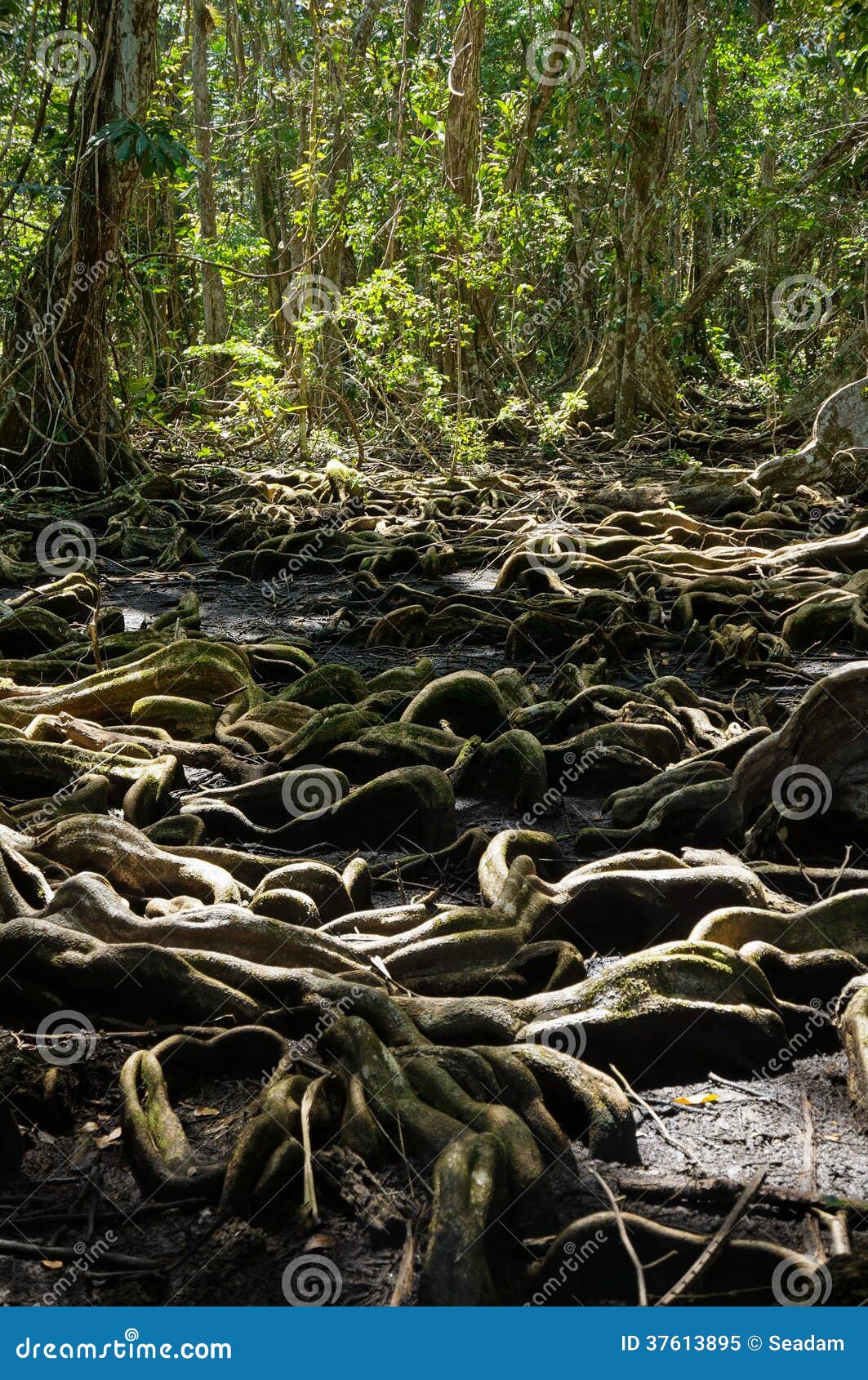 Strange Tree Roots in the Tropical Forest Stock Image - Image of ...