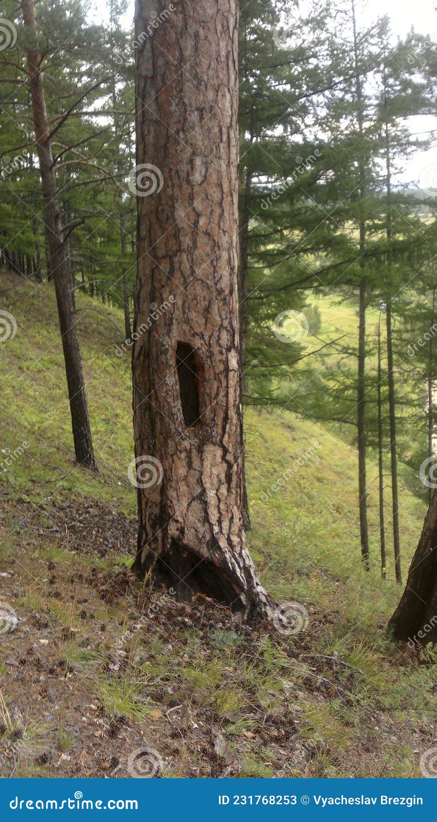Strange tree stock image. Image of wilderness, woodland - 231768253