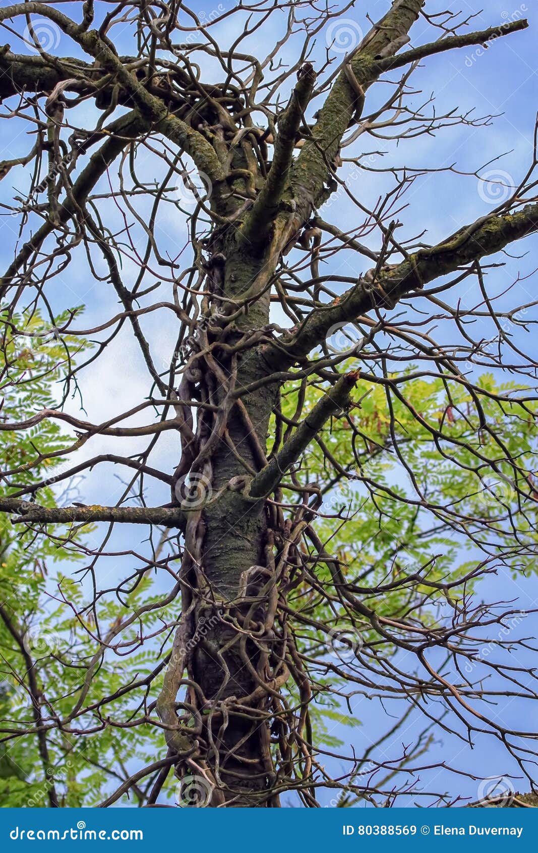 Strange Tree Trunk Stock Photos - Download 1,352 Royalty Free Photos