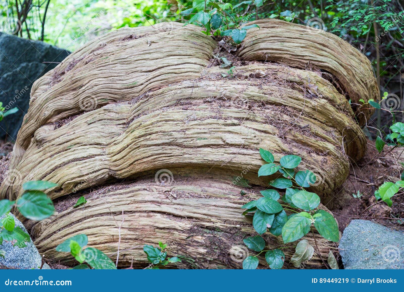 Strange Tree Trunk Formation Stock Image - Image of formation, nature ...