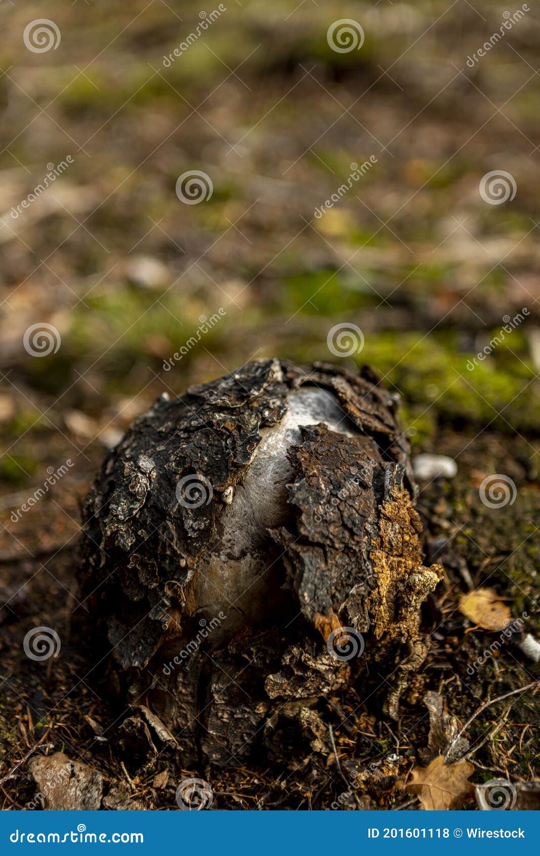 Strange Tree Trunk Log Growing from Forest Floor Stock Photo - Image of ...
