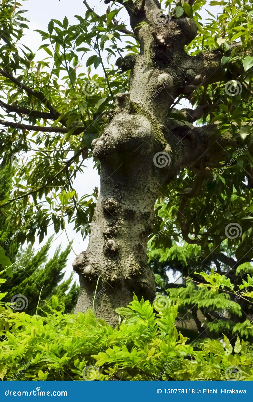 Strange tree trunk stock photo. Image of material, unevenness - 150778118