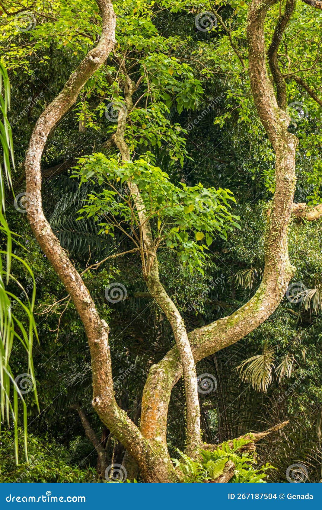 3 Strange Tree Trunks that Bend Upwards Stock Photo - Image of crooked ...